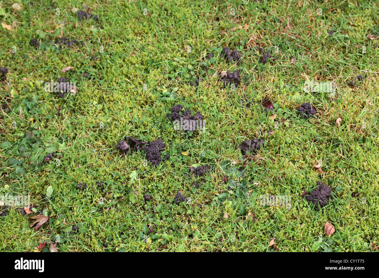 Worm Casts on Lawn England Stock Photo - Alamy