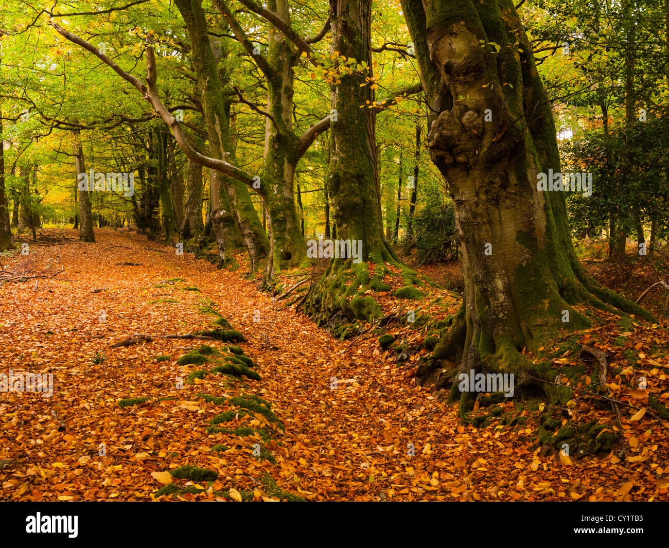 Autumn Beech trees at Horner Hill, Exmoor National Park, Somerset ...