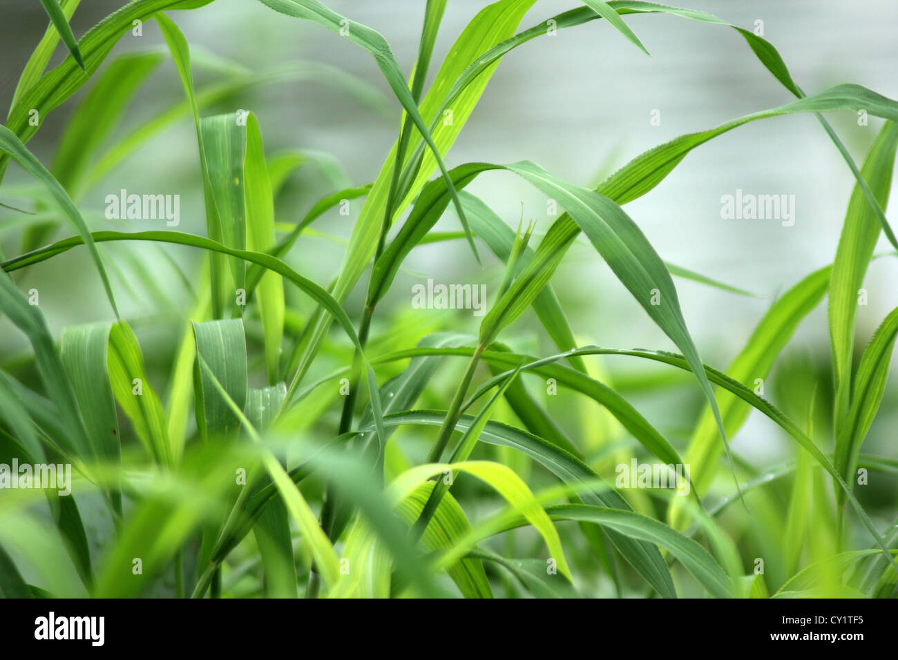 Grass river hi-res stock photography and images - Alamy
