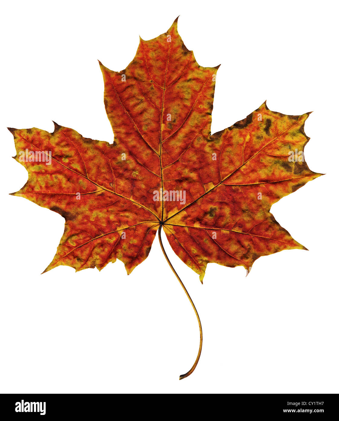 Big single isolated autumn maple leaf orange red Stock Photo - Alamy