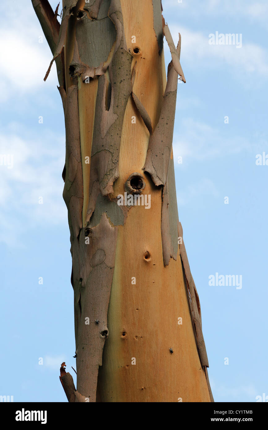Eucalyptus Tree Bark Stock Photos & Eucalyptus Tree Bark Stock Images - Alamy