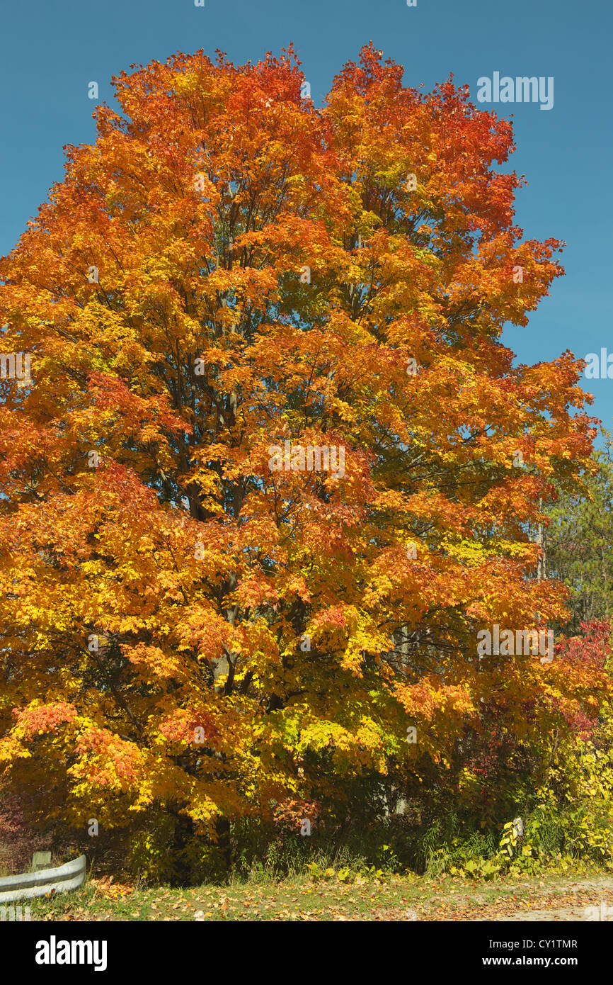 Maple Tree in Full Colours Stock Photo - Alamy
