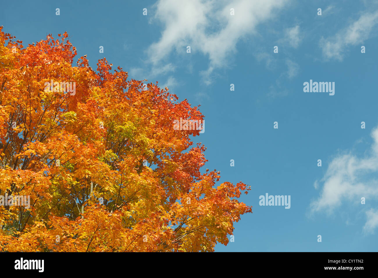 Maple Tree in full Autumn Colours Stock Photo - Alamy