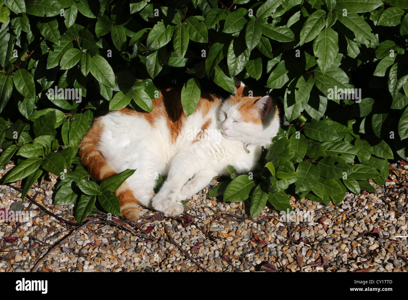 Under a bush hi-res stock photography and images - Alamy