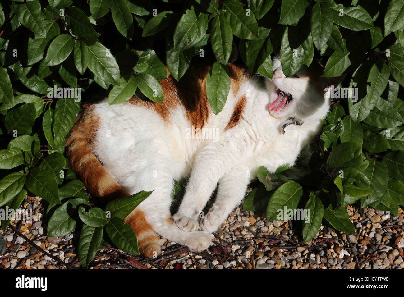 Cat under shade hi-res stock photography and images - Alamy