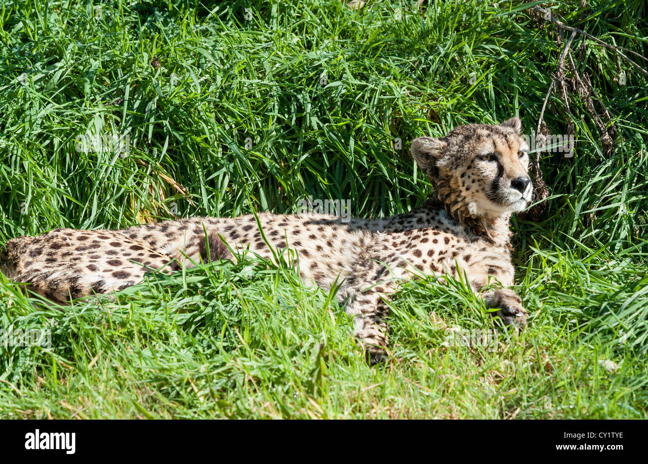 Close up of a Southern Cheetah resting Stock Photo - Alamy
