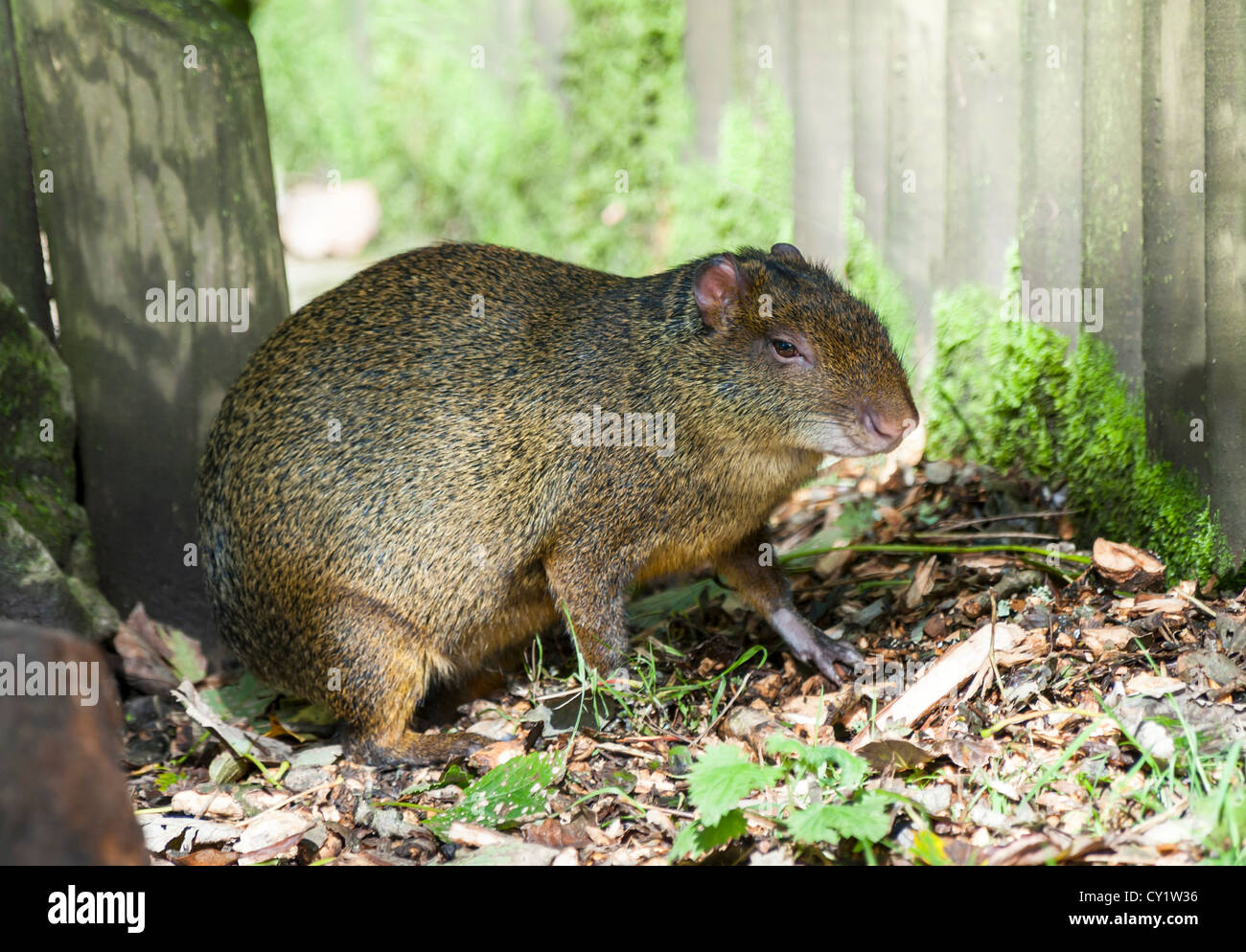 central american agouti