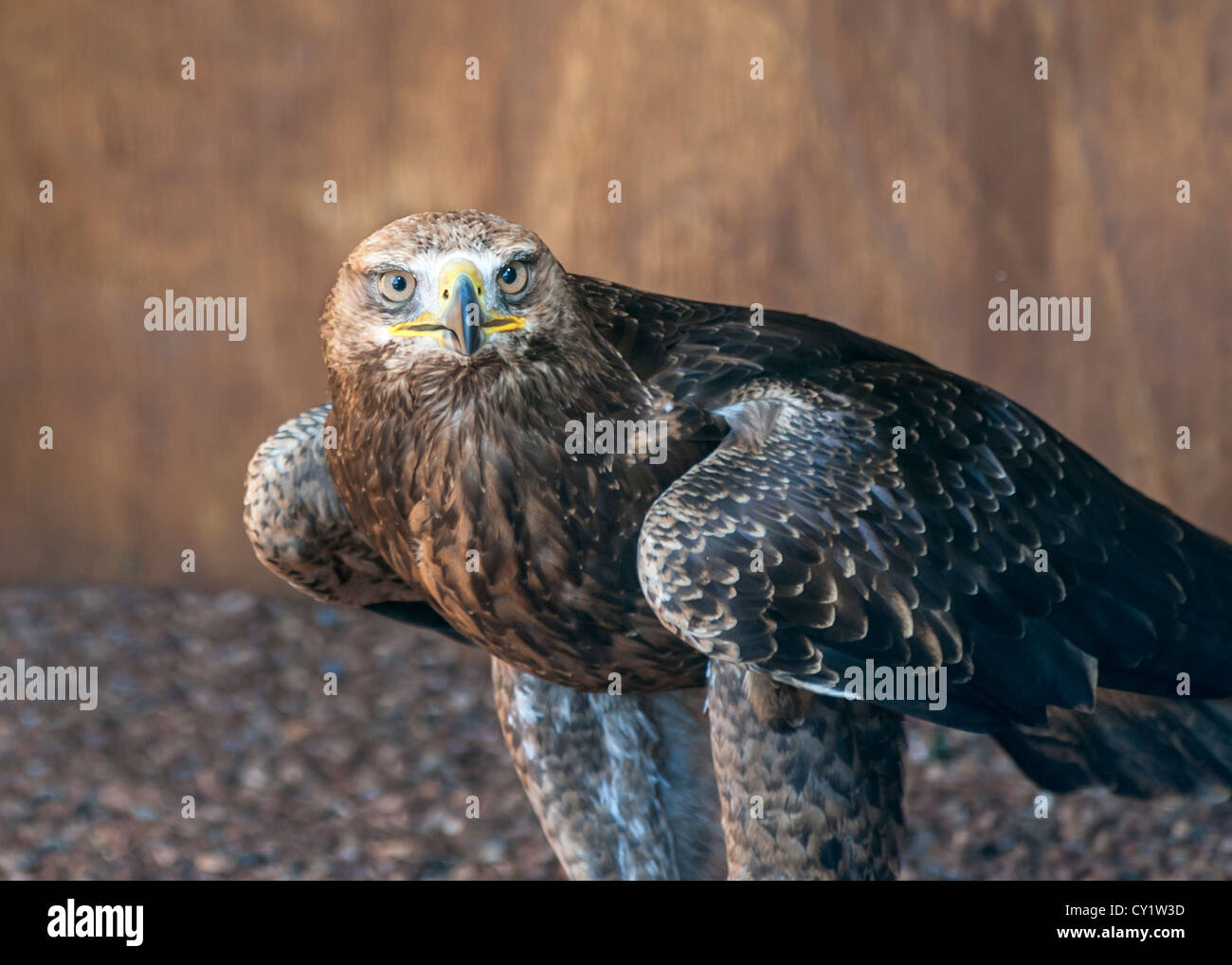 Harris hawk on ground hi-res stock photography and images - Alamy