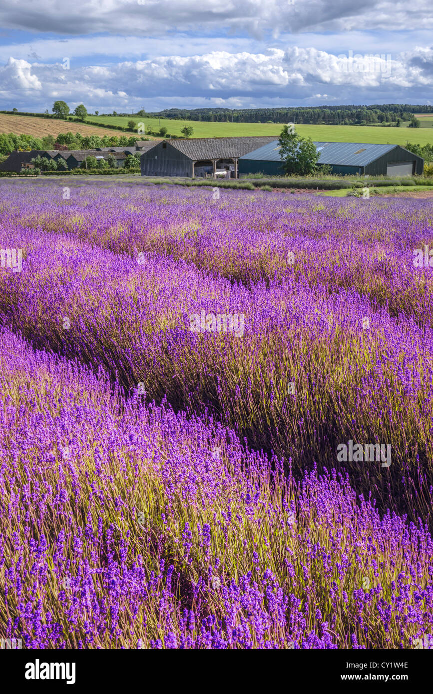 lavender farm lavender fields Stock Photo - Alamy