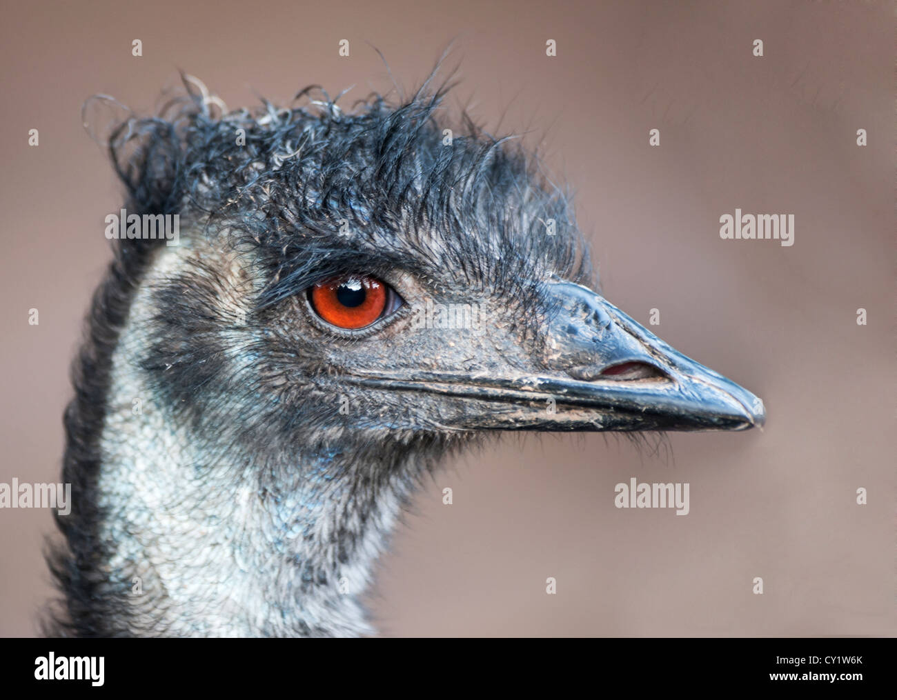 Close emu hi-res stock photography and images - Alamy