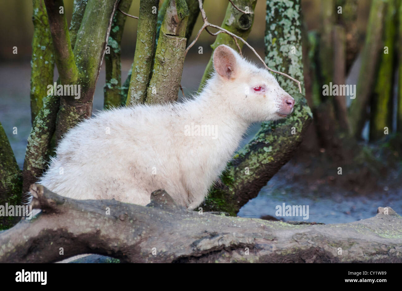 Wallaby australia outback hi-res stock photography and images - Alamy
