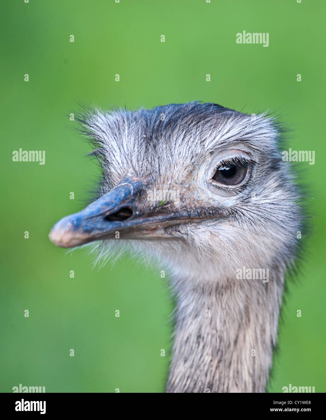 Close up of a Greater Rhea Stock Photo - Alamy