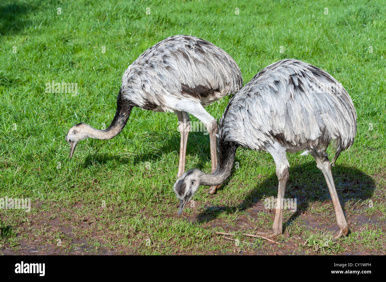 Common rheas hi-res stock photography and images - Alamy