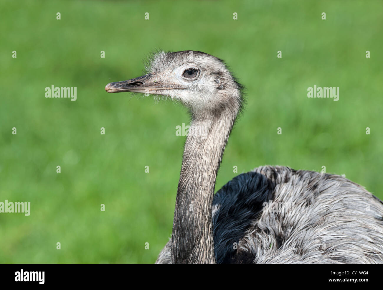 Rhea Flightless Bird High Resolution Stock Photography and Images - Alamy