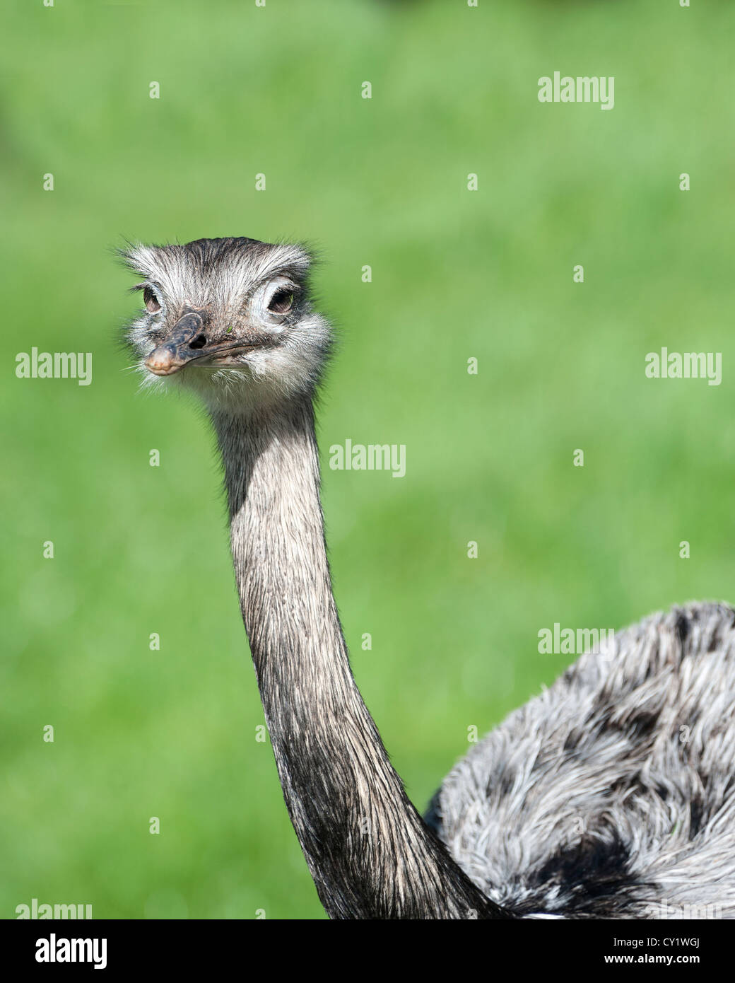 Close up of a Greater Rhea Stock Photo - Alamy