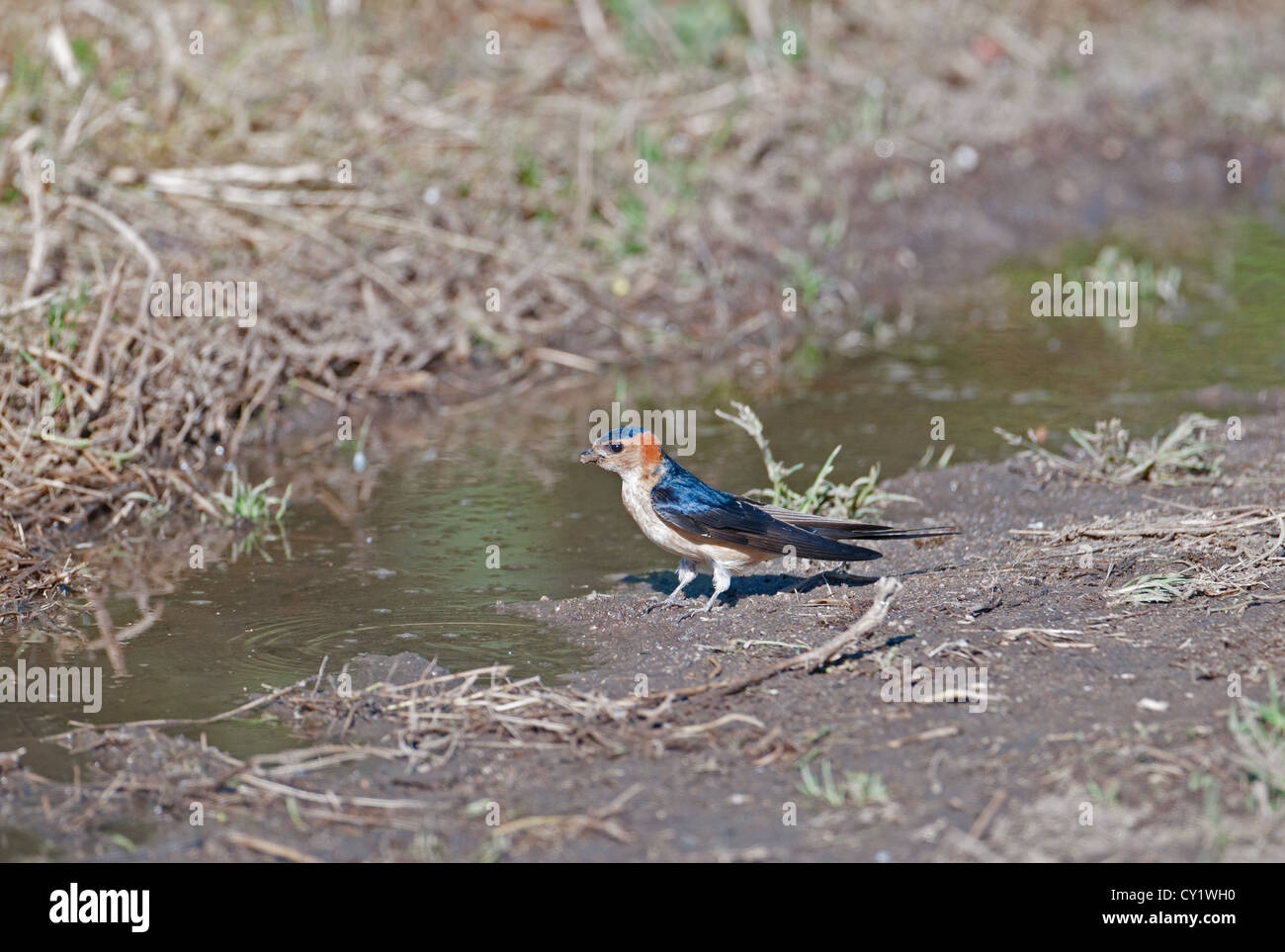 Red-rumped Swallow Hirundo daurica gathers mud for nest material.Spring ...