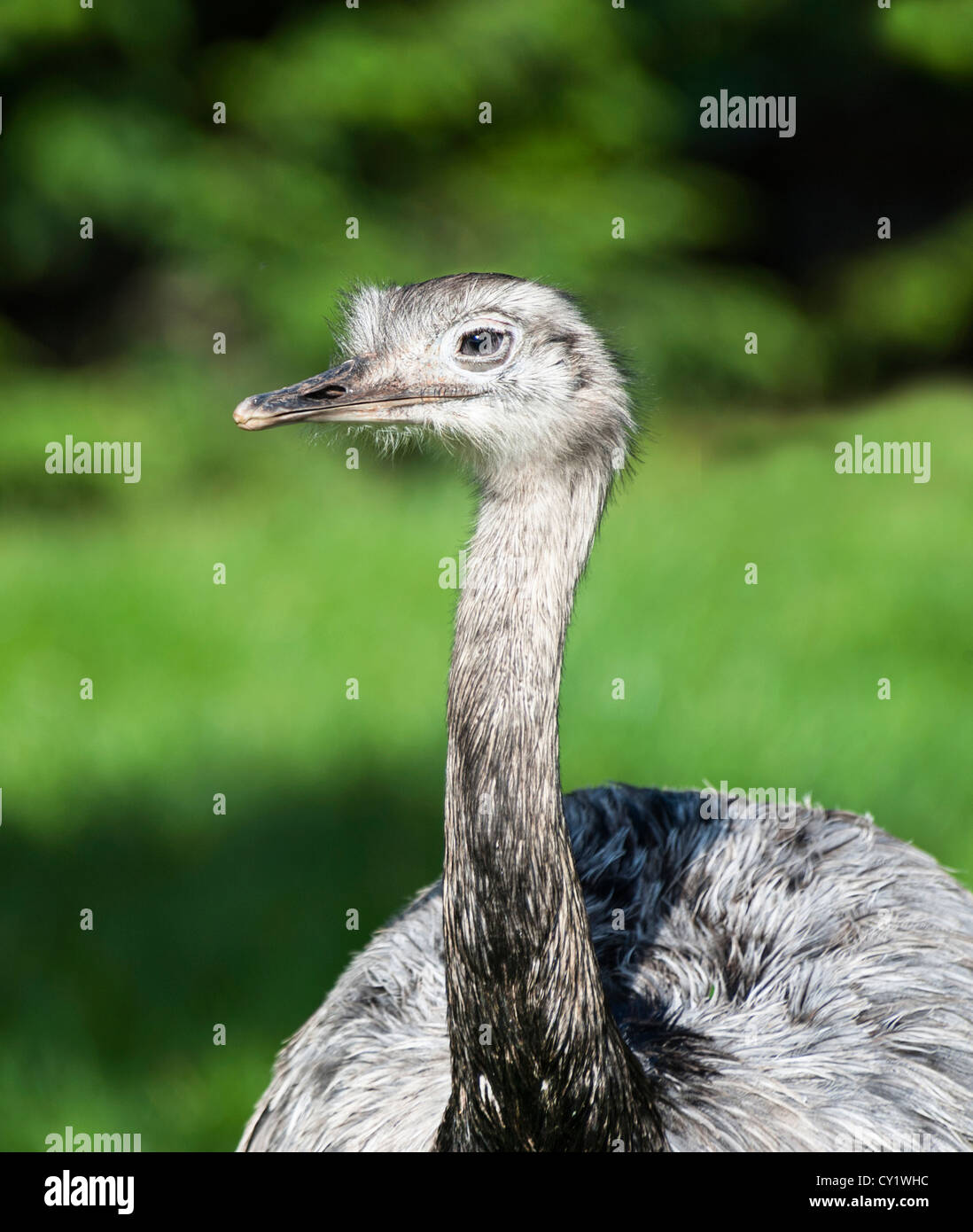 Great rhea hi-res stock photography and images - Alamy