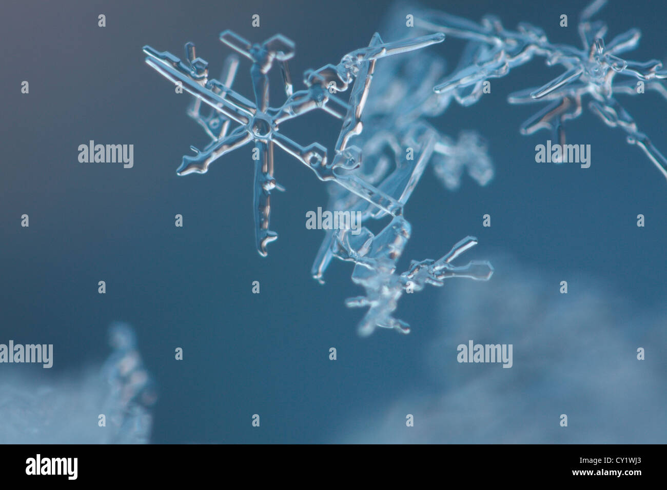 Extreme close-up of a tangle of melting snowflakes Stock Photo - Alamy