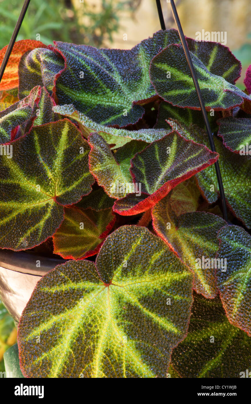 Begonia (Soli-mutata) plant Stock Photo - Alamy