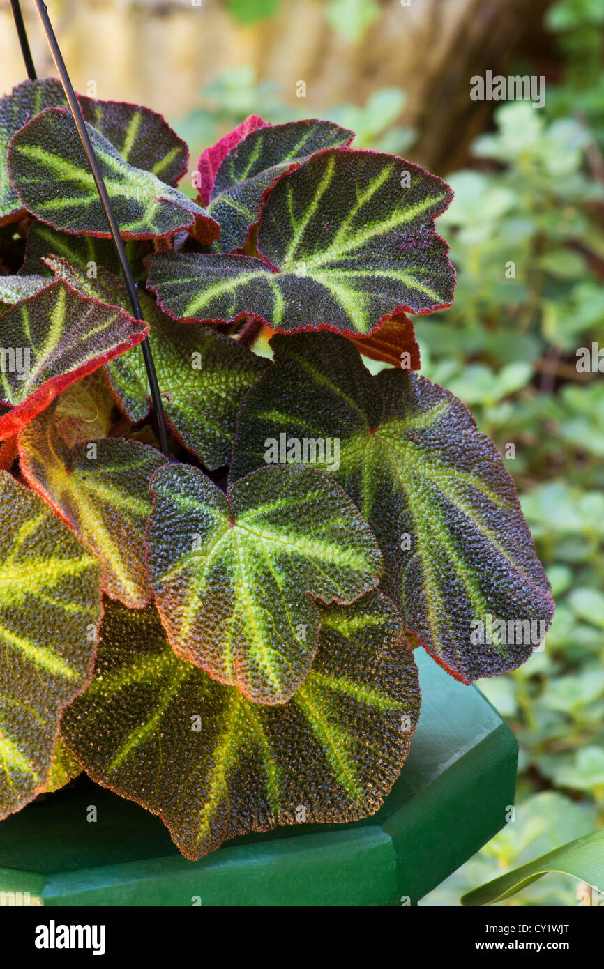 Begonia Soli Mutata High Resolution Stock Photography and Images - Alamy