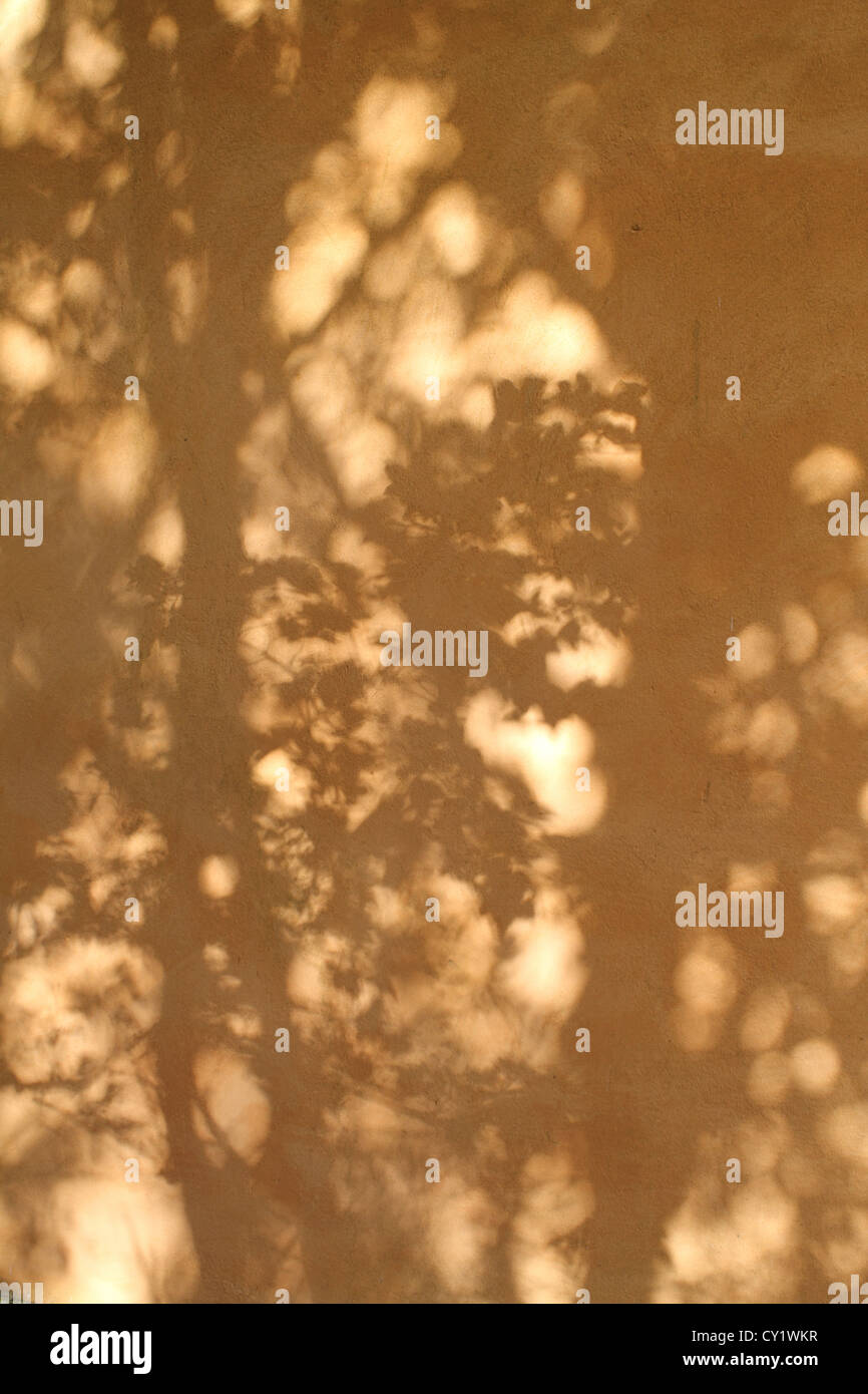 Autumn sunshine and leaf and tree shadows on stucco wall Stock Photo ...