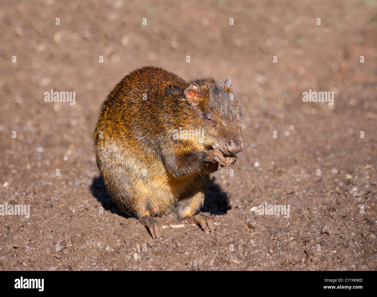 Central american agouti hi-res stock photography and images - Alamy