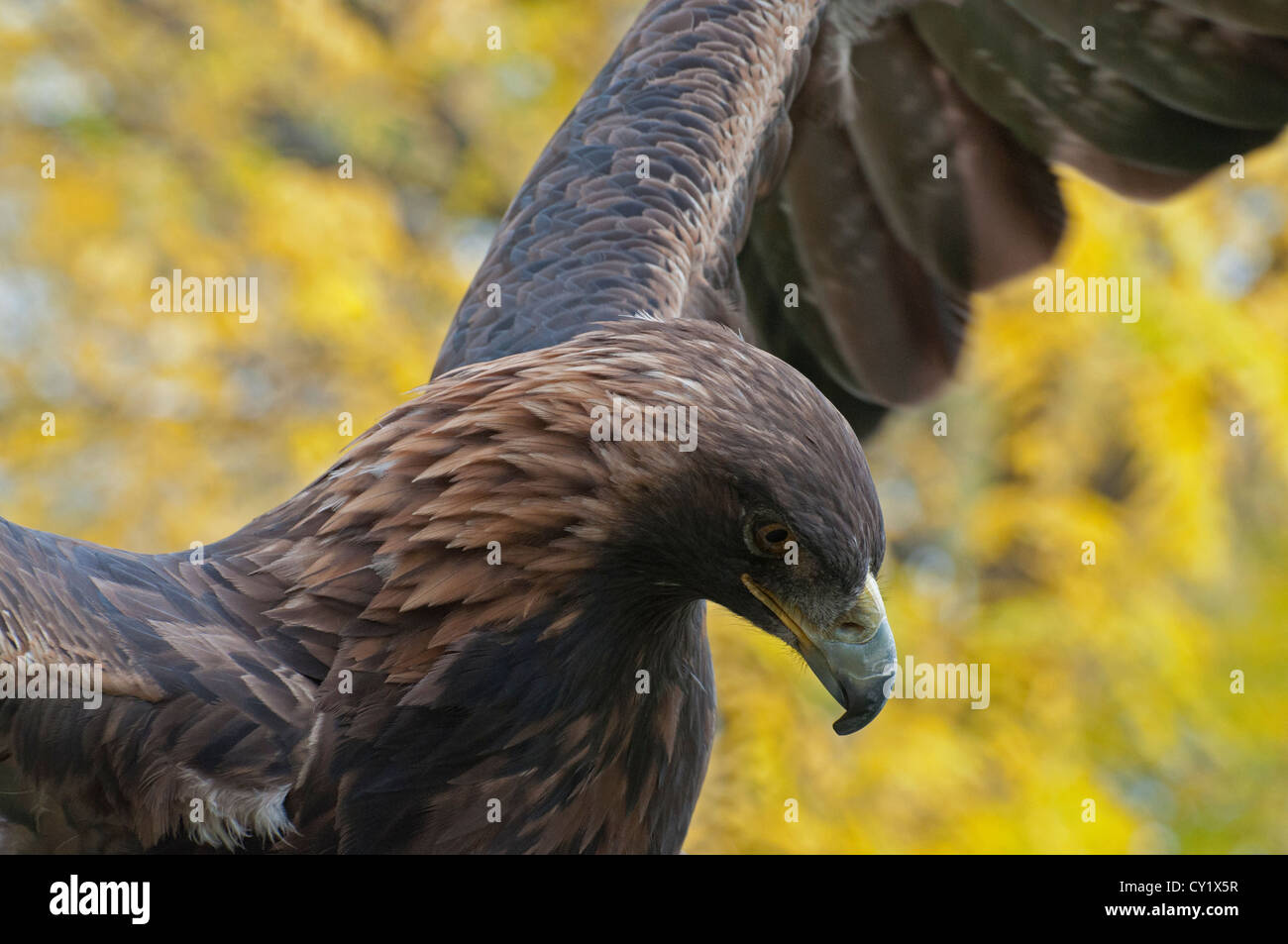A Golden Eagle beating its wings Stock Photo - Alamy