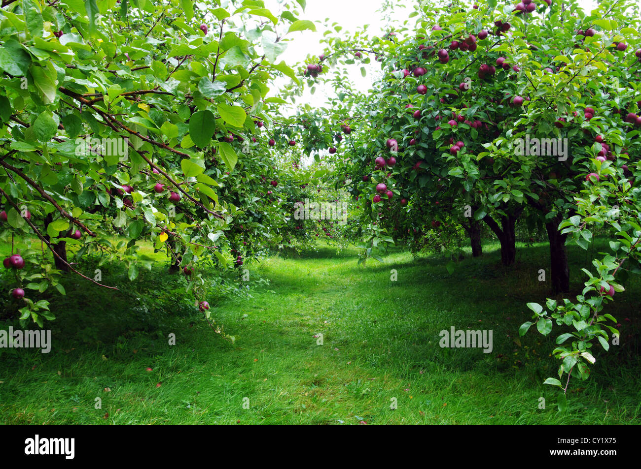 Rows of apple trees with ripe apples Stock Photo - Alamy