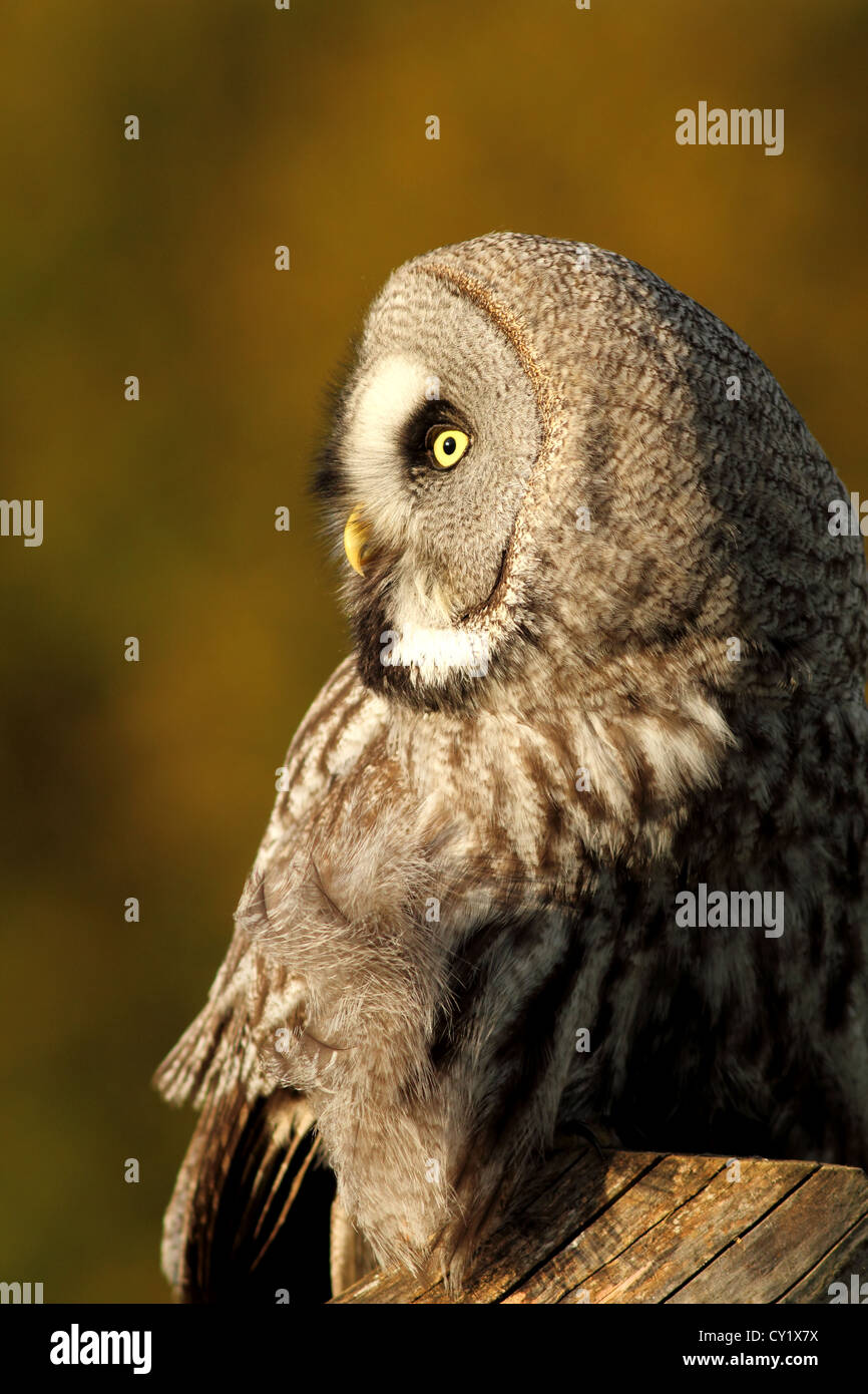 Great Grey Owl Stock Photo - Alamy