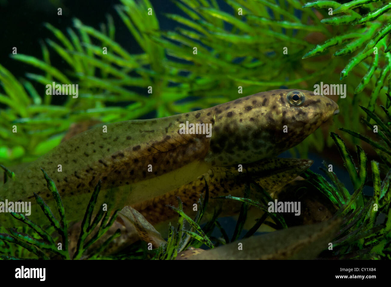American bullfrog tadpole hi-res stock photography and images - Alamy