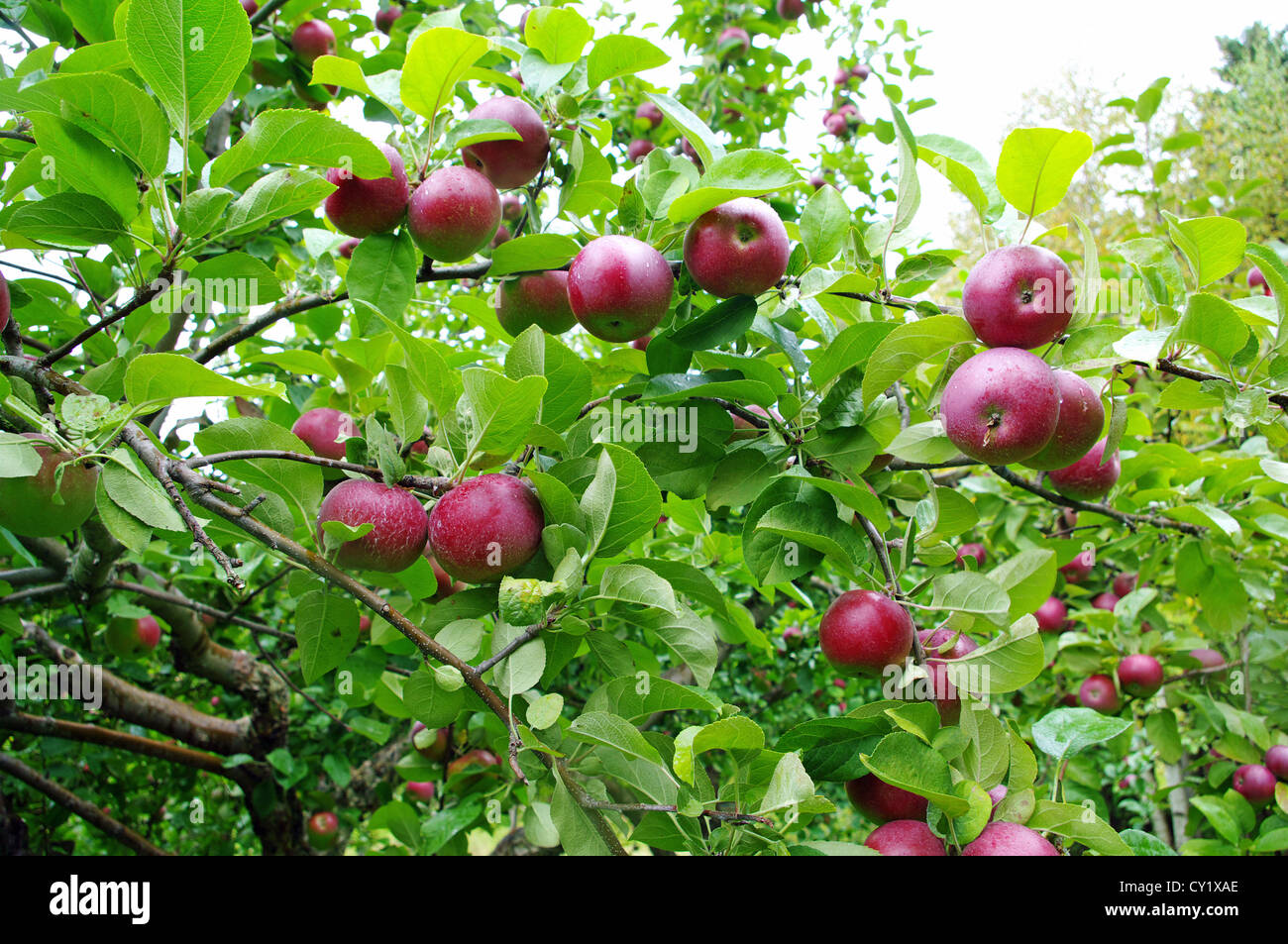 Branches loaded with red apples ready to pick Stock Photo - Alamy