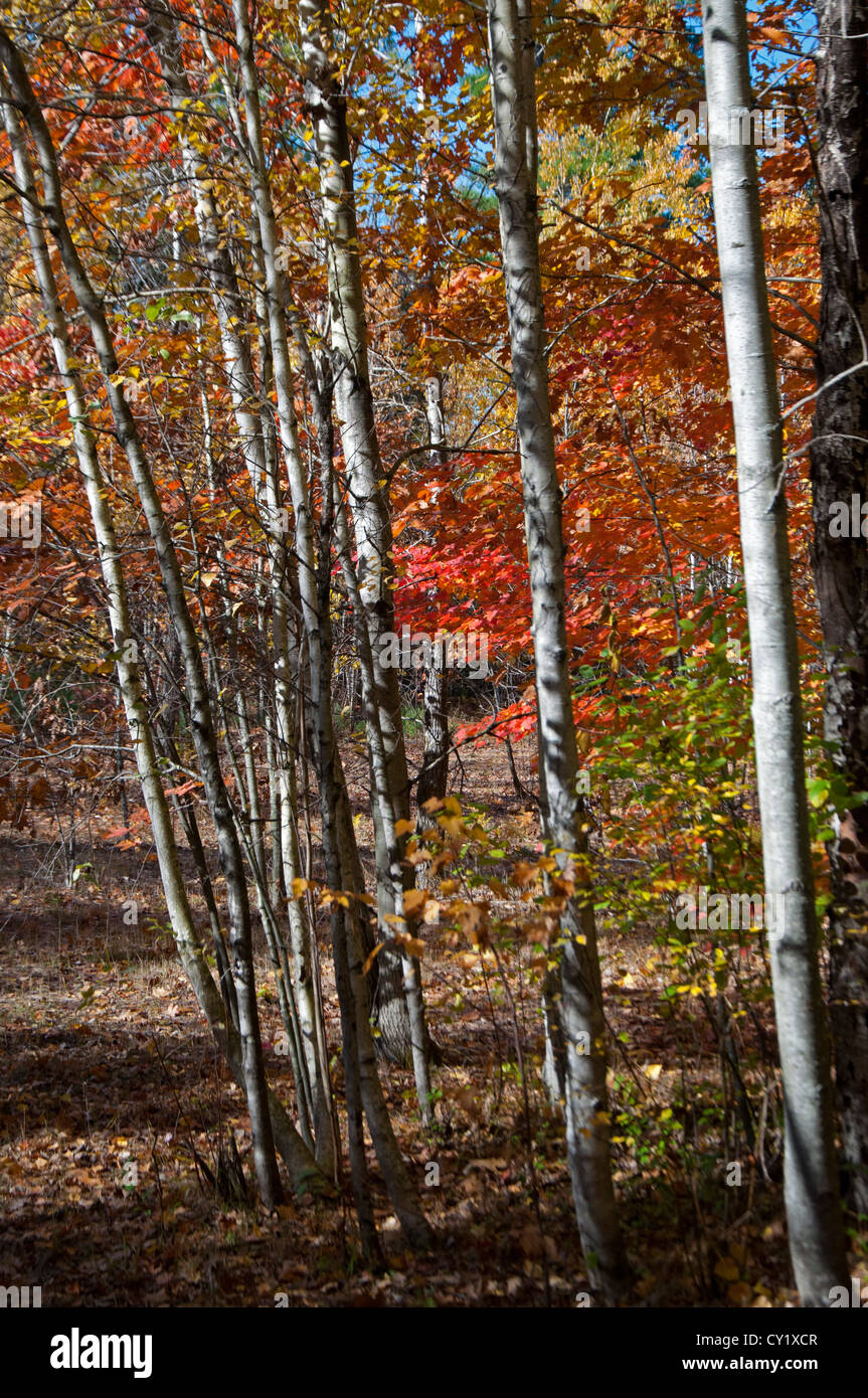 Trees in autumn Stock Photo - Alamy