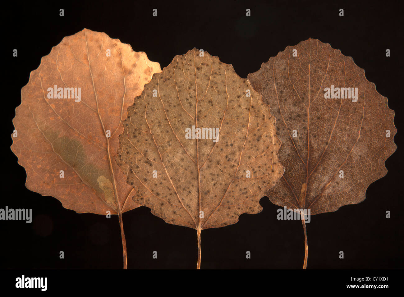 dry fallen autumn leaf with black background Stock Photo - Alamy