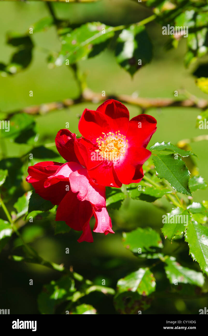Tea rose red flowers in public gardens Halifax Stock Photo - Alamy