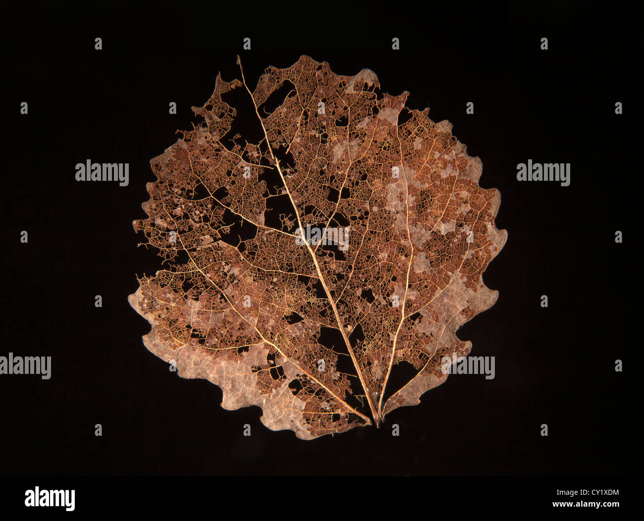 dry fallen autumn leaf with black background Stock Photo - Alamy