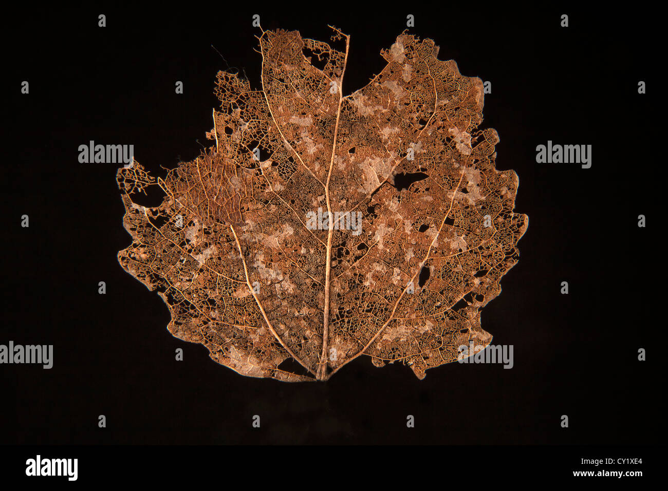 dry fallen autumn leaf with black background Stock Photo - Alamy