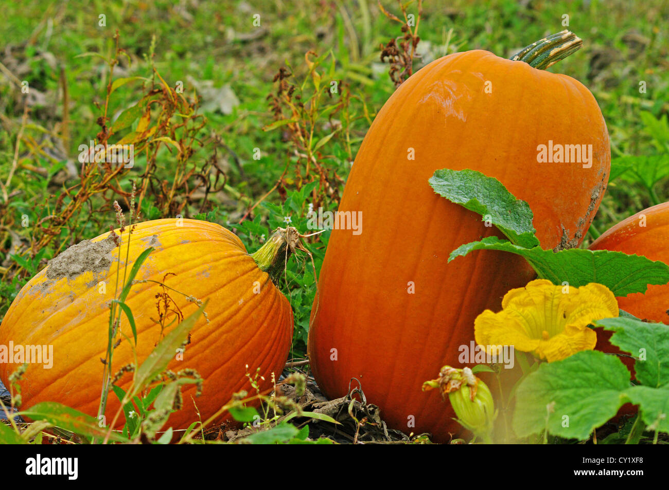 Field Pumpkins with a flower Stock Photo - Alamy