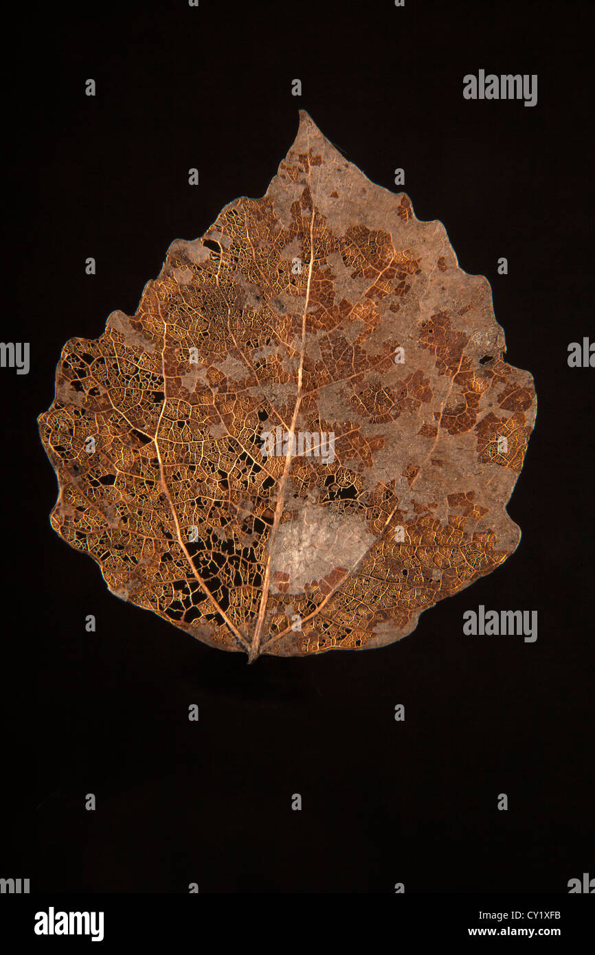 dry fallen autumn leaf with black background Stock Photo - Alamy