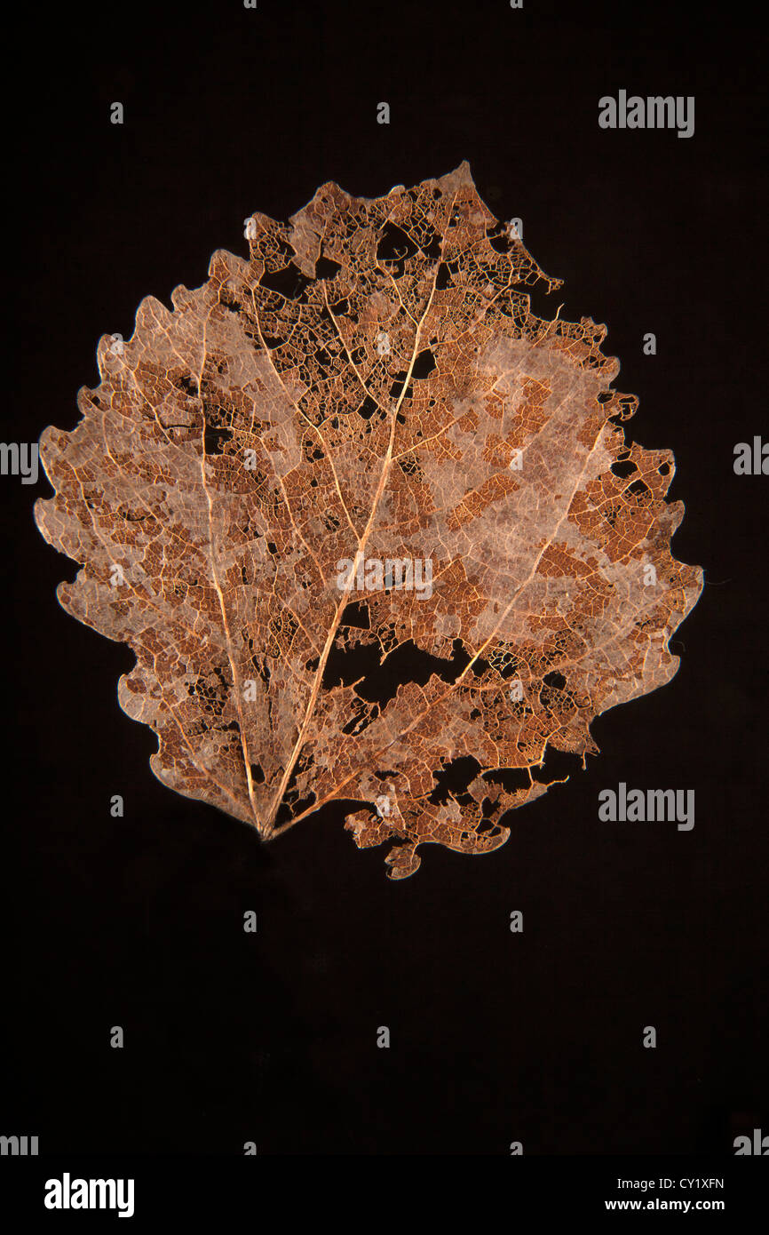 dry fallen autumn leaf with black background Stock Photo - Alamy