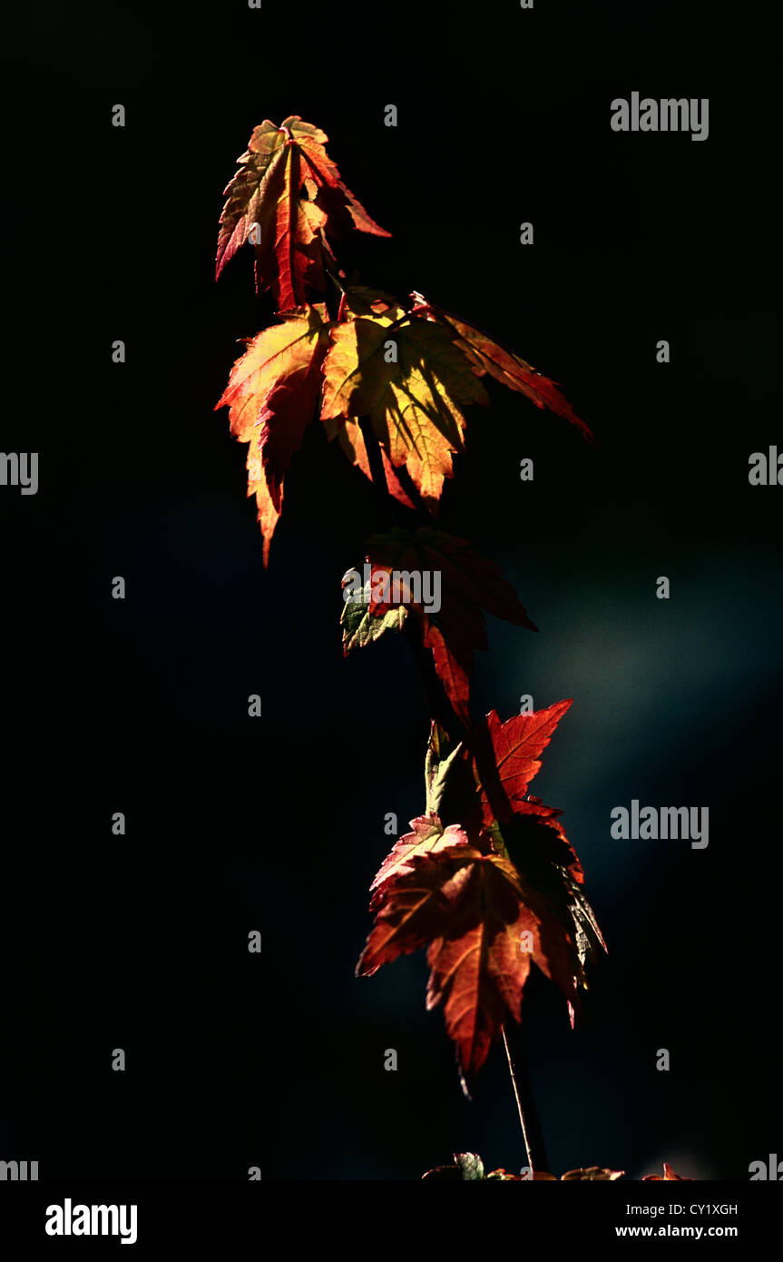 Young red maple tree in fall colors, C&O Canal National Historic Park ...