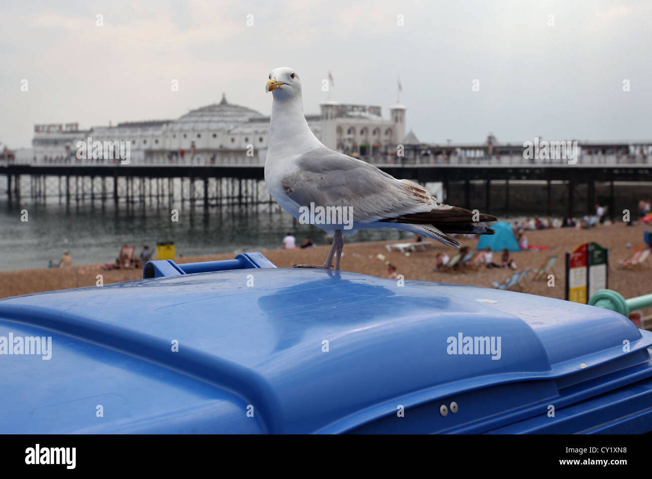 A seagull sitting on a rubbish bin on Brighton Beach close to the ...