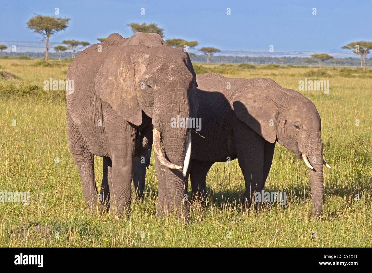 Extinct elephant species hi-res stock photography and images - Alamy