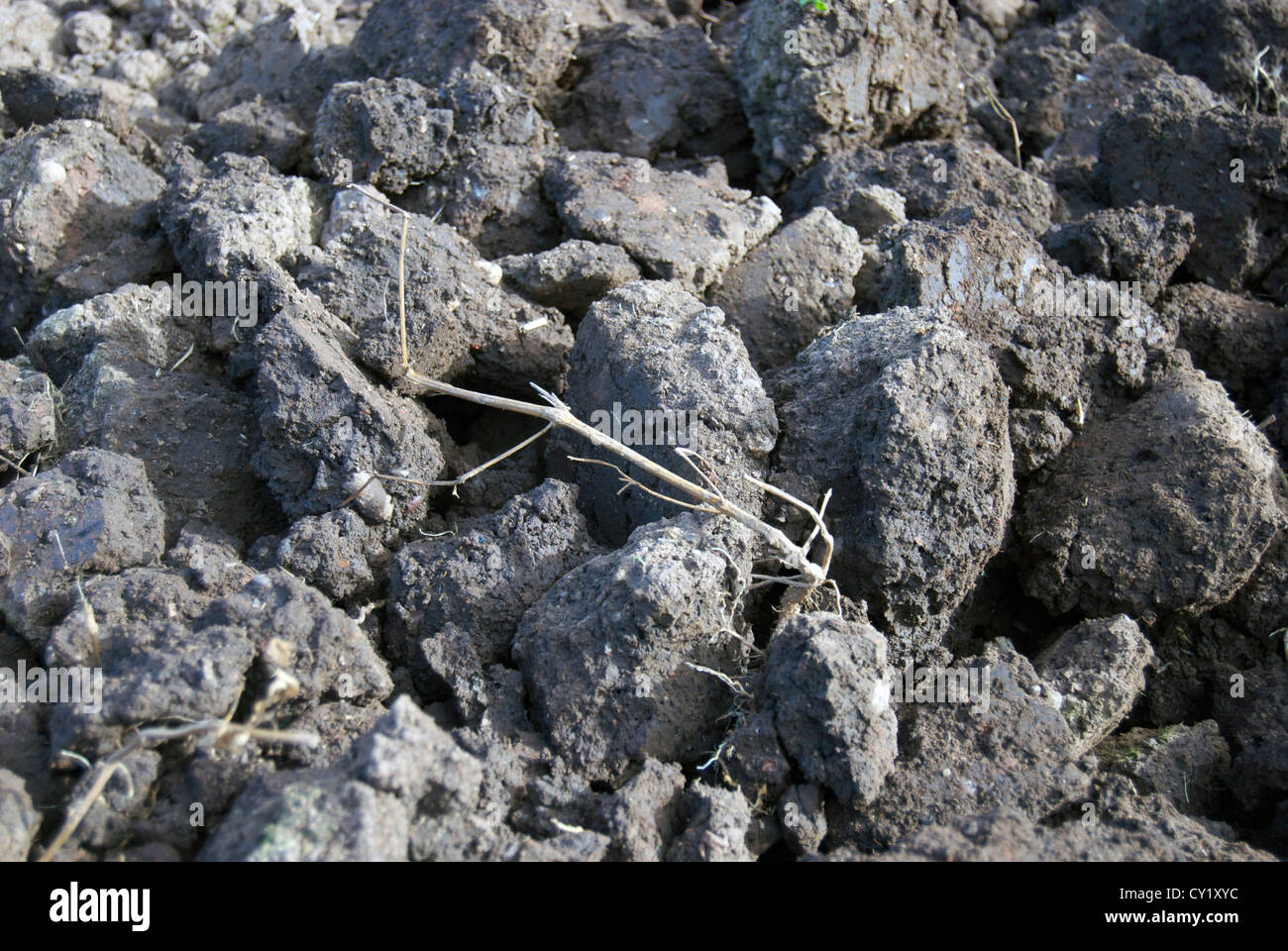 Soil that has been turned over ready to be sown with new seeds Stock ...