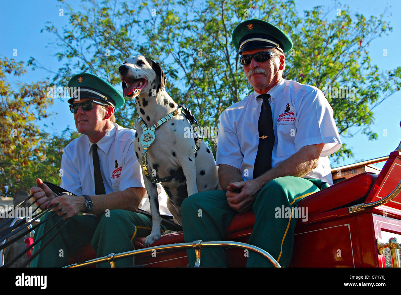 Budweiser Clydesdale Wagon Drivers and Dalmatian Stock Photo - Alamy