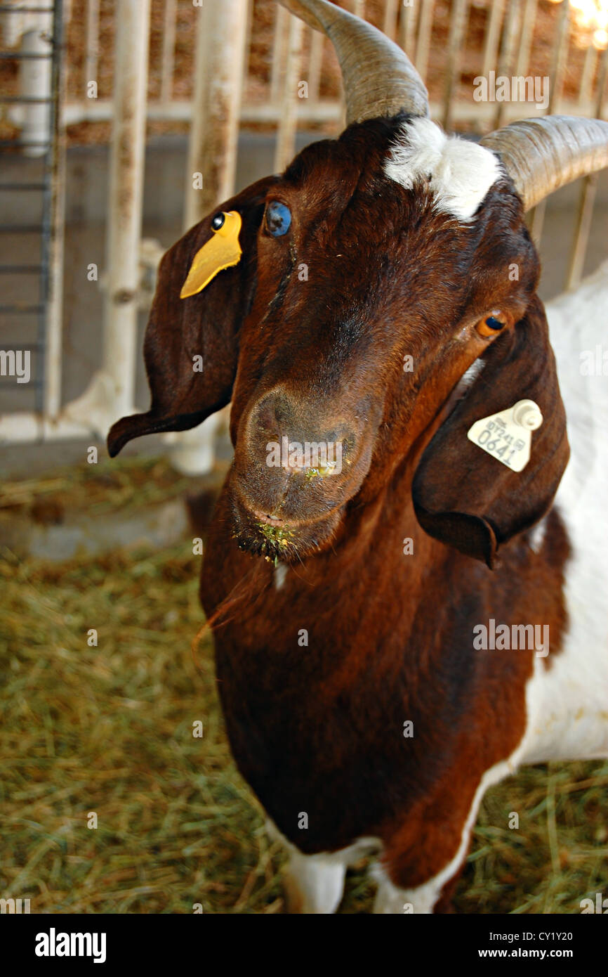 Goat, Los Angeles County Fair Stock Photo - Alamy