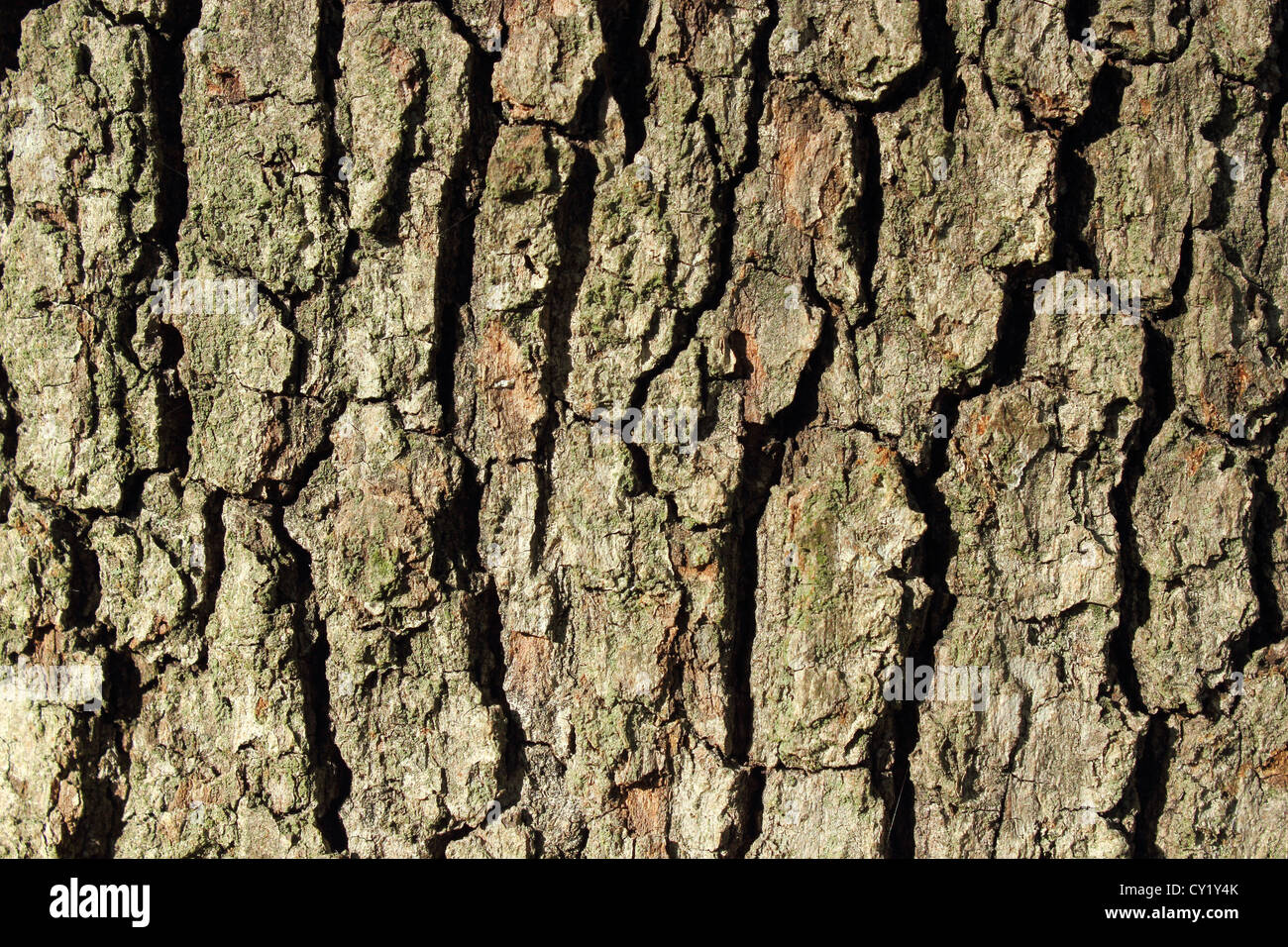 oak ( quercus robur ) bark texture ( horizontal Stock Photo - Alamy