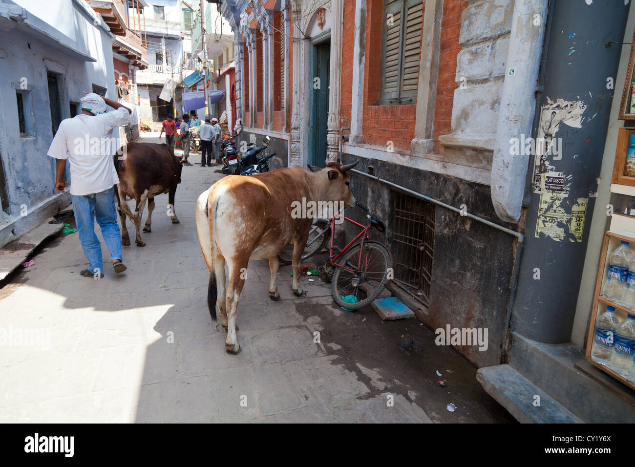 Typical street scenery in varanasi hi-res stock photography and images ...