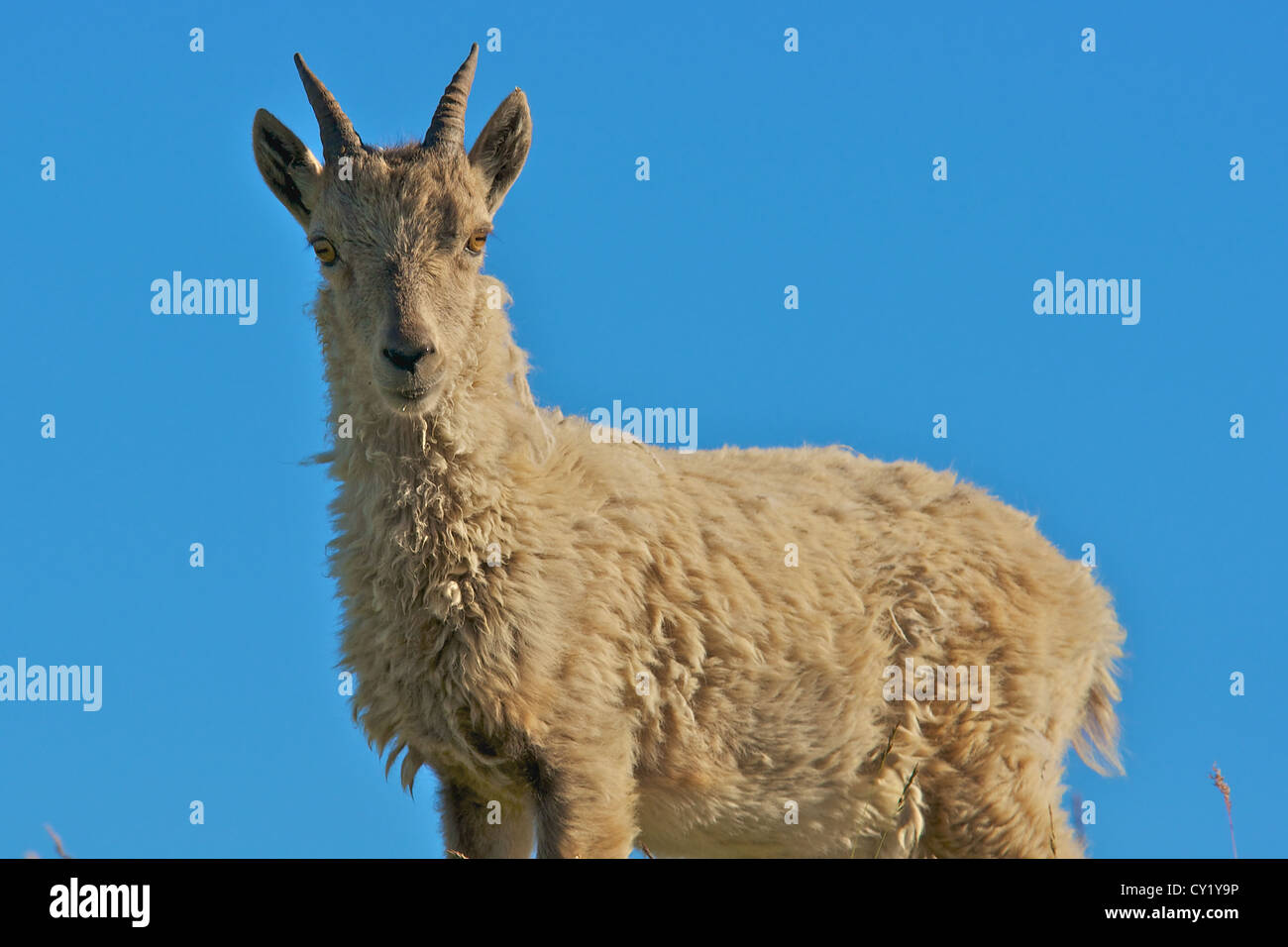 Swiss alps goat hi-res stock photography and images - Alamy