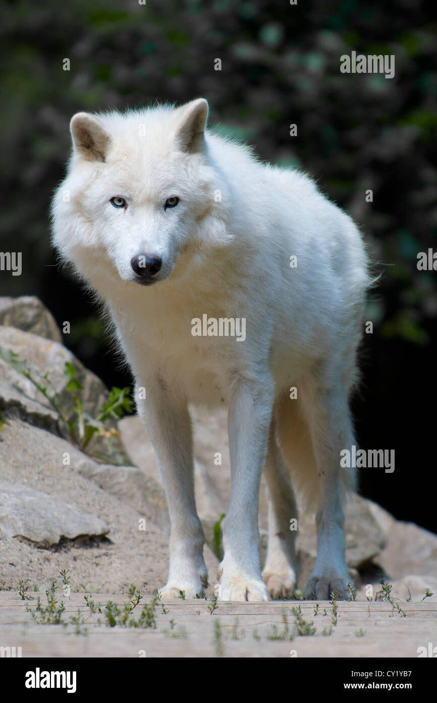 Captive Arctic Wolf standing and staring Stock Photo - Alamy