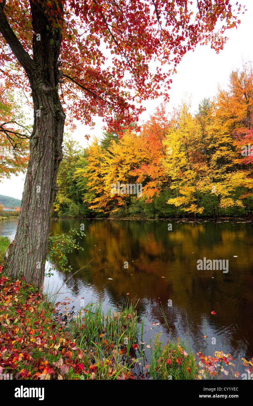 Fall, autumn, trees with bright colorful leaves in New Hampshire, New ...